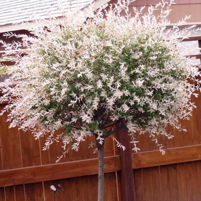Salix Hakuro Nishiki Tree - Colourful Foliage, Hardy, Dwarf Willow (5ft ...