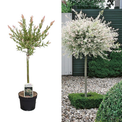 Salix Integra 'Hakuro Nishiki' Tree 60cm in Height - Ornamental ...