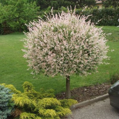 Salix Integra 'Hakuro Nishiki' Tree 60cm in Height - Ornamental ...