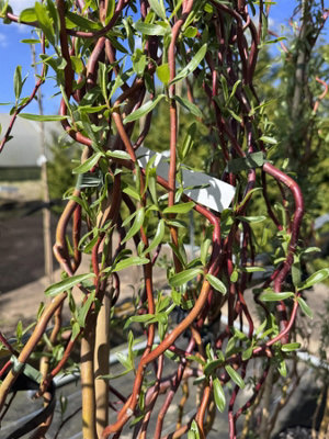 Salix Scarlet Curls Twisted Willow Tree 5-6ft Tall Supplied in a 7.5 ...