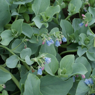 Salty Oyster Leaf Seeds - Edible Culinary Herb Perennial Easy Grow ...