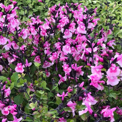 Salvia Angel Wings 2 Litre Potted Plant x 1