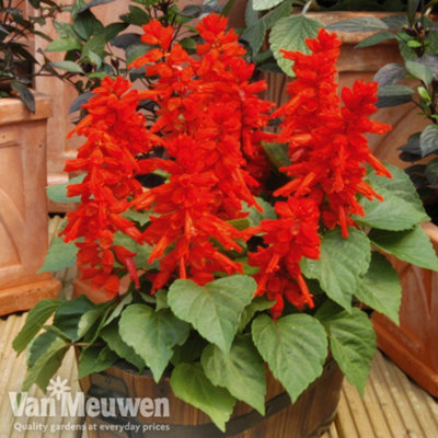 Salvia Blaze of Fire 15 Garden Ready Plants