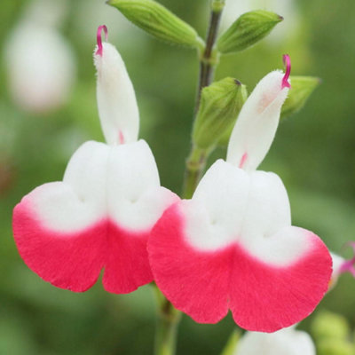 Salvia Cherry Lips Garden Plant - Red and White Blooms, Compact Growth ...