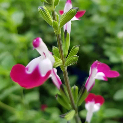 Salvia 'Cherry Lips' Plant - Hardy Perennial in 9cm Pot - Summer Flowering