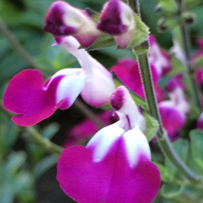 Salvia Cherry Lips Sage 9cm Pot Perennial Plant