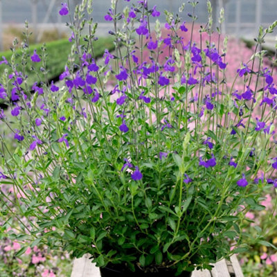 SALVIA GREGGII BLUE NOTE 1 LITRE POTTED PLANT X 1