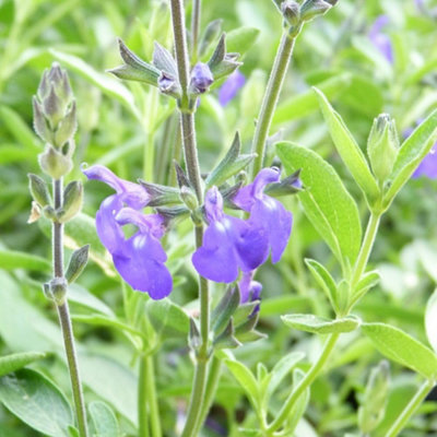 Salvia Greggii Blue Note 1 Litre Potted Plant x 1