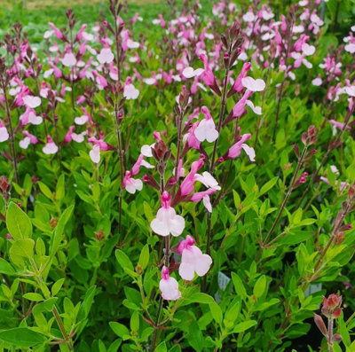 Salvia Joy 3 plug plants Perennial Plants