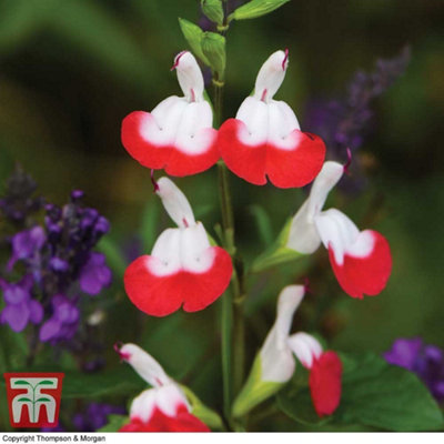 Salvia Microphylla Hot Lips 2 Litre Potted Plant x 1