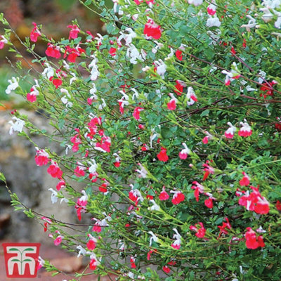 Salvia Microphylla Hot Lips 2 Litre Potted Plant x 2