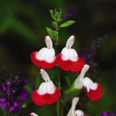 Salvia Microphylla Hot Lips 2 Litre Potted Plant x 3