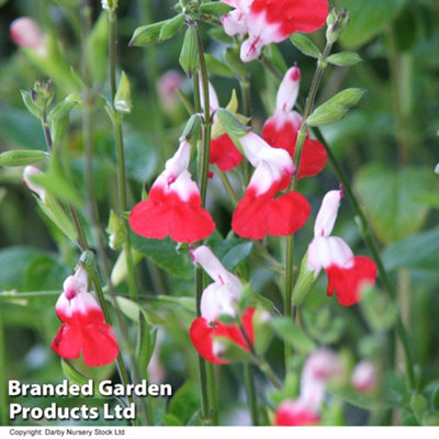 Buy Salvia microphylla Hot Lips 3 Bare Root Plants at B&Q