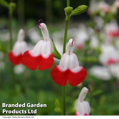 Salvia microphylla Hot Lips 6 Bare Root Plants
