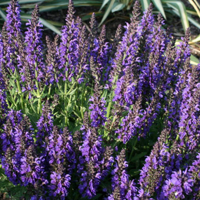 SALVIA NEMOROSA MARCUS 1 LITRE POTTED PLANT X 1