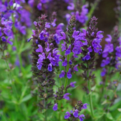 Salvia nemorosa Marcus Deep Indigo Hardy Perennial Bee Friendly Drought ...