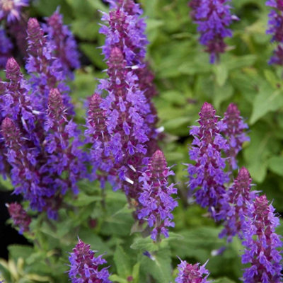 Salvia New Dimensions Mix Garden Ready - 15 Plants