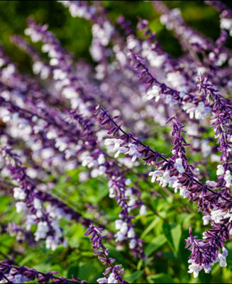 Salvia Phyllis Fancy - supplied in 1L pot