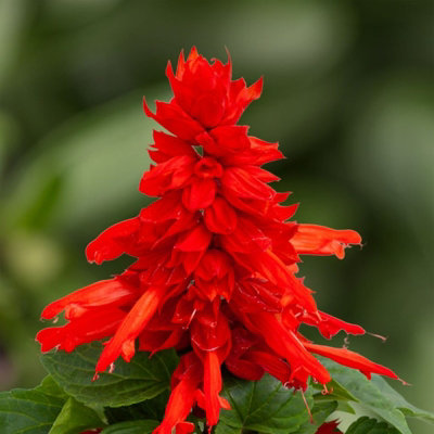 SALVIA RED BEDDING PLANTS 1 X 6 PACK - BRIGHT HARDY ANNUAL EASY TO GROW ...
