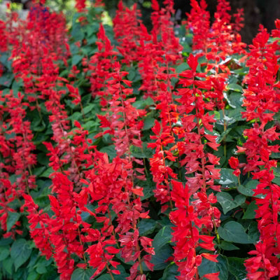 SALVIA RED BEDDING PLANTS 1 X 6 PACK - BRIGHT HARDY ANNUAL EASY TO GROW ...