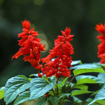 Salvia Red Bedding Plants 1 x 6 Pack - Bright Hardy Annual Easy to Grow ...