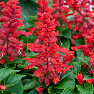 SALVIA RED BEDDING PLANTS 1 X 6 PACK - BRIGHT HARDY ANNUAL EASY TO GROW ...