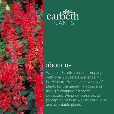 Salvia Red Bedding Plants 1 x 6 Pack - Bright Hardy Annual Easy to Grow ...