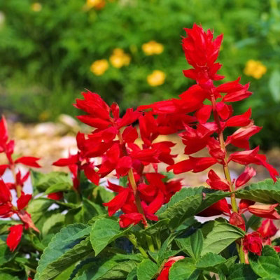 Salvia Red Bedding Plants 2 x 6 Pack - Bright Hardy Annual Easy to Grow ...
