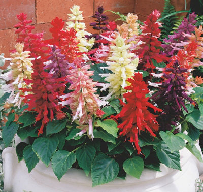 Salvia splendens mix 12 mini plug plants Bedding plants