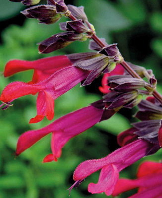 Salvia Trio - Amigo, Amante & Animo - Pollinator Magnets - 3 x 9cm pots