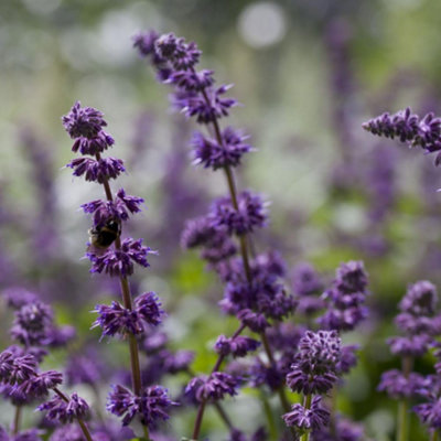Salvia verticillata Purple Rain 9cm Potted Plant x 1