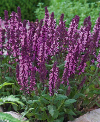 SALVIA X SUPERBA EDULA ROSE - 3 X 9CM POTS
