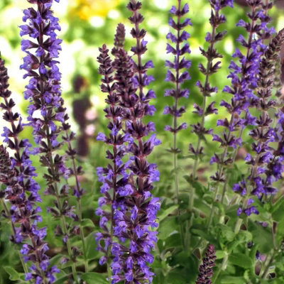 Salvia x Superba Merleau Blue 2 x 9cm Pot - Hardy Perennial - Compact ...