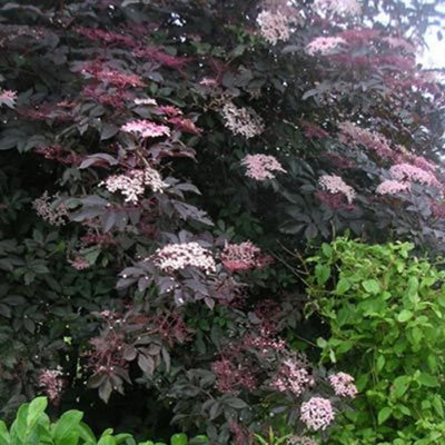 Sambucus Black Lace Elderberry - Deep Purple Foliage, Deciduous (15 ...
