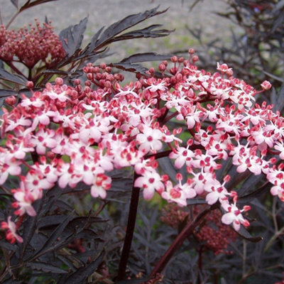 Sambucus Black Lace Tree - Deep Foliage, Clusters of Pink Flowers ...