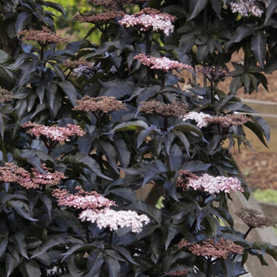 Sambucus Black Tower