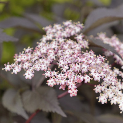 Sambucus Blue Sheen Garden Plant - Blue-Green Foliage, Pink Flowers ...