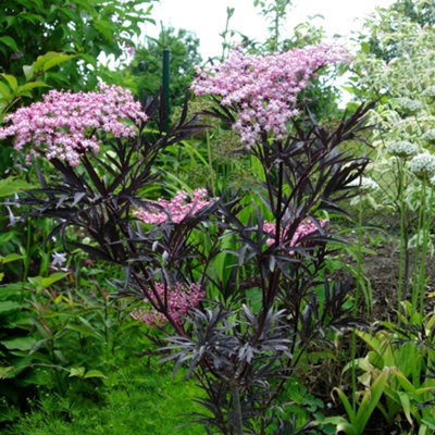 Sambucus Blue Sheen Garden Plant - Blue-Green Foliage, Pink Flowers ...