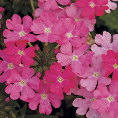 Samira Verbena Trailing Collection Pack of 12 Trailing Verbena Jumbo ...