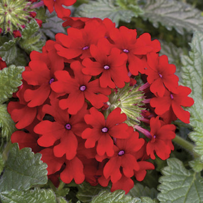 Samira Verbena Trailing Collection Pack of 12 Trailing Verbena Jumbo ...