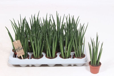 Sans Bac Mikado, 6cm Pot Size, 20cm Tall, Spider Plant, Indoor Houseplant