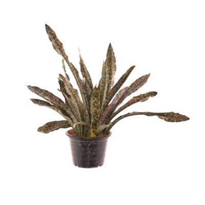 Sans Copper Tone, 24cm Pot Size, 70cm Tall, Croton, Indoor Houseplant