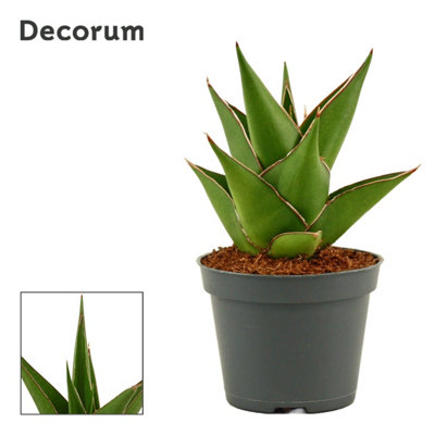 Sans Temple Crown, 6cm Pot Size, 11cm Tall, Bromeliad, Indoor Houseplant
