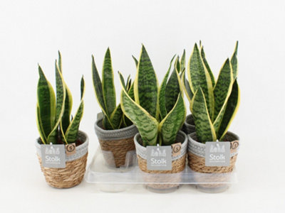 Sans Tri Futura Superba Basket , 13cm Pot Size , 35cm Tall , Spider ...