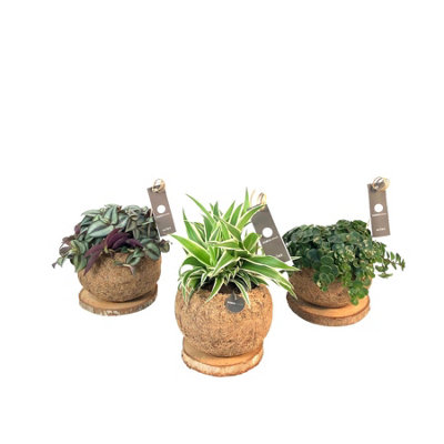 Sans Tri Mixed Ceramic EV46, 14cm Pot Size, 30cm Tall, CC46 Snake Plant ...