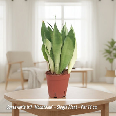 Sans Tri Moonshine Pot size 14 Cm Height 40 Snake plant Indoor Houseplant