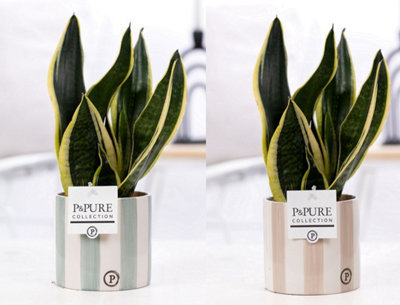 Sans Tri Superba Ceramic Elin, 12cm Pot Size, 30cm Tall, Snake plant ...