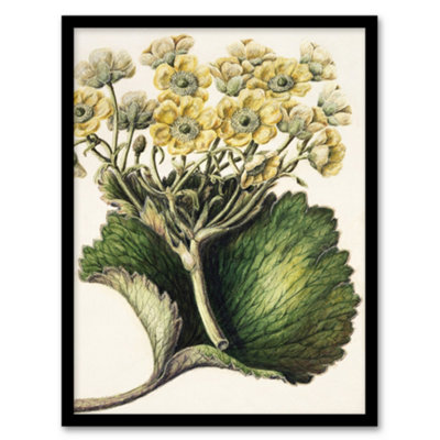 Sarah Featon Framed Wall Art New Zealand Korikori Buttercup Flower - A4 ...