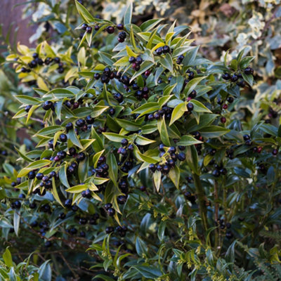 Sarcococca confusa Sweet Box Evergreen Outdoor Shrub Hardy Garden Plant ...