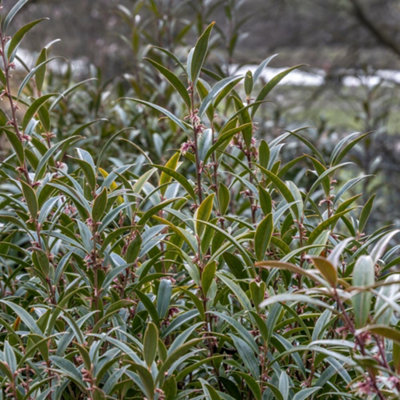 Sarcococca Hookeriana Purple Stem 3 Litre Potted Plant x 1